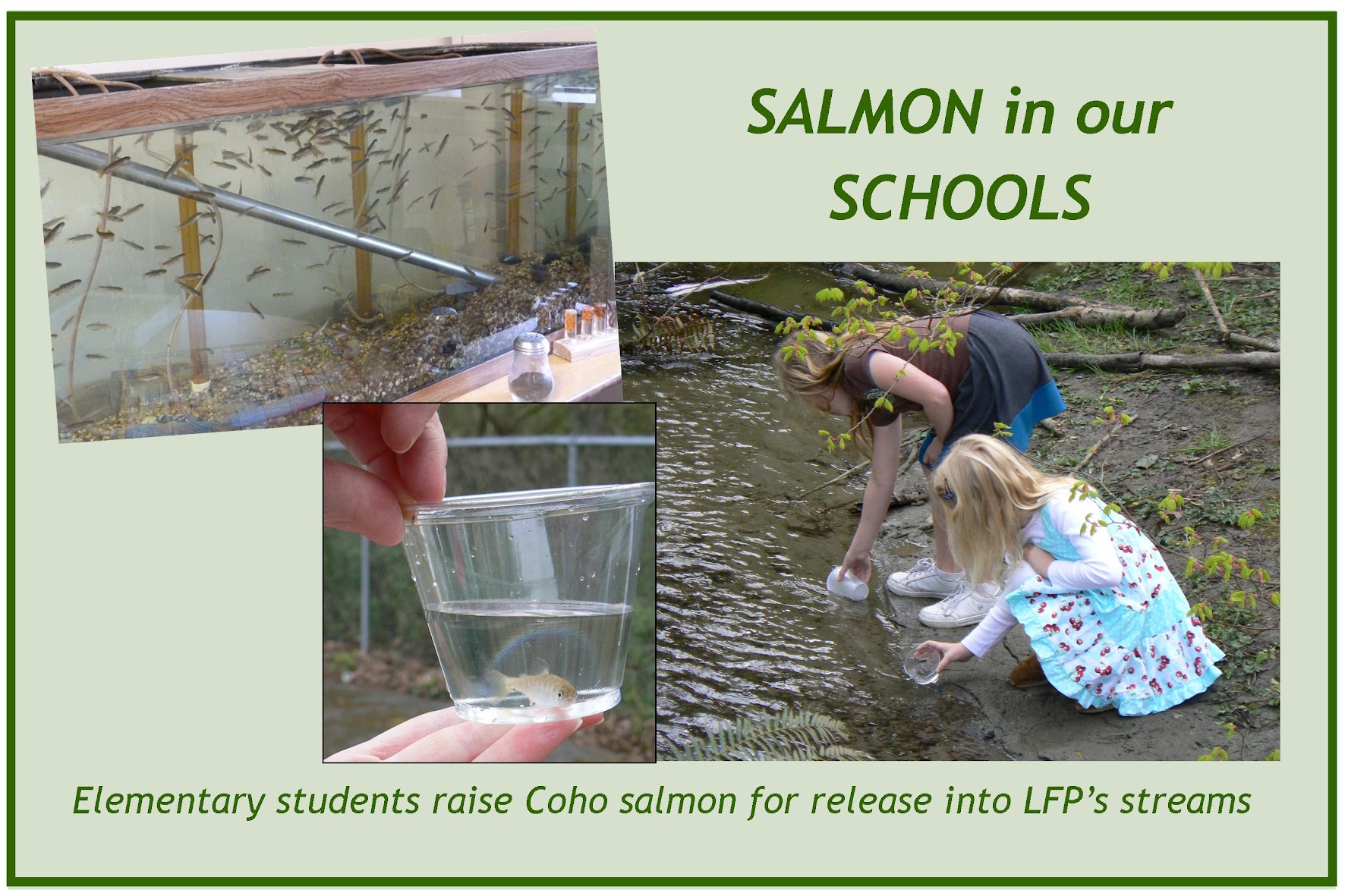 Salmon in Schools | Lake Forest Park Stewardship Foundation