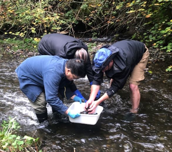 StreamKeepers | Lake Forest Park Stewardship Foundation